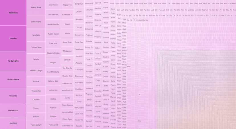 Rhyncholaeliocattleya orchid species and hybrids - Orchidex